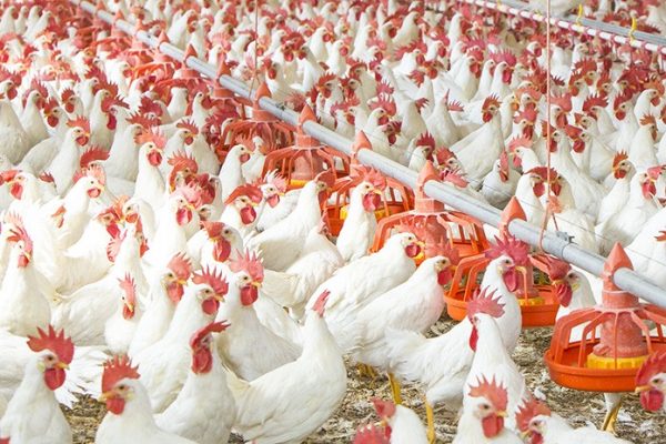 Poultry Farming Online Training Program (Regular) - courses.chawadi